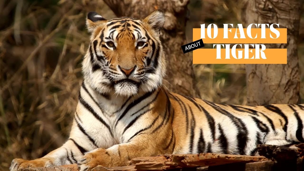 Top 10 Interesting Tiger Facts for Kids: International Tiger Day - YouTube