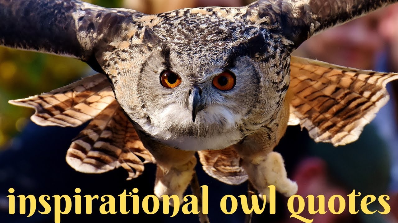 Inspirational Owl Quotes - YouTube