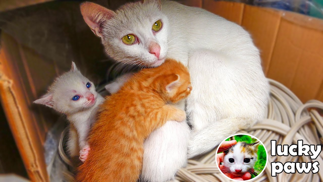 Mom Cat Lives in Carpenter With Kitten Rescued From Sewer Grate ...