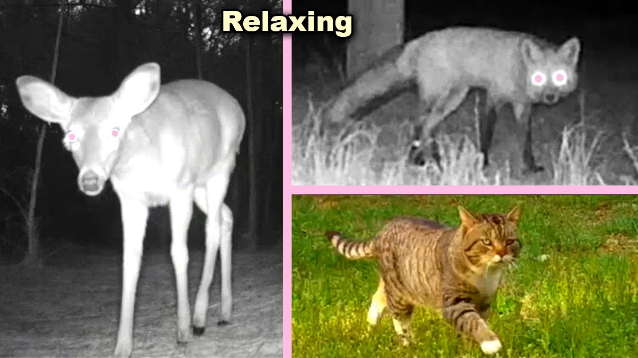 Animal Cam WILD CREATURES CrAzY FuN CANDID CAMERA trailcam video sample ...