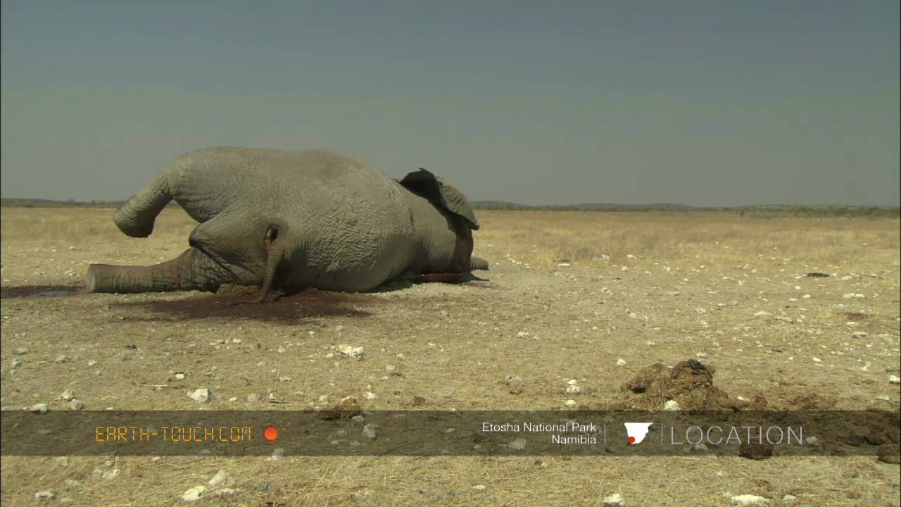 Dead elephant attracts scavengers - YouTube