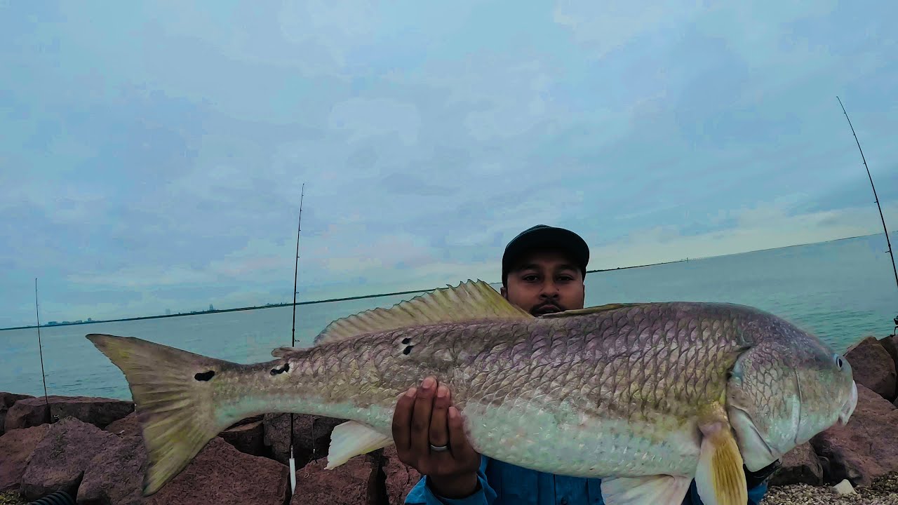Bull red action at Texas City Dike - YouTube