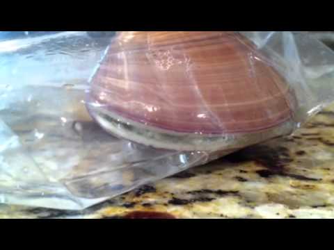 Clam is alive - YouTube