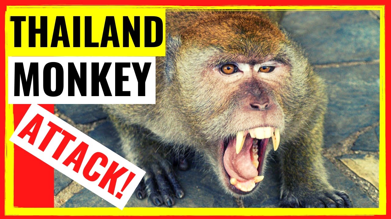 Attacked by Wild Monkey in Thailand..MUST SEE 🇹🇭 - YouTube