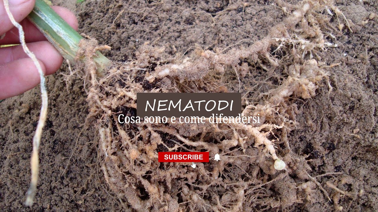 Nematodi, cosa sono e come eliminarli dalle nostre piante. - YouTube