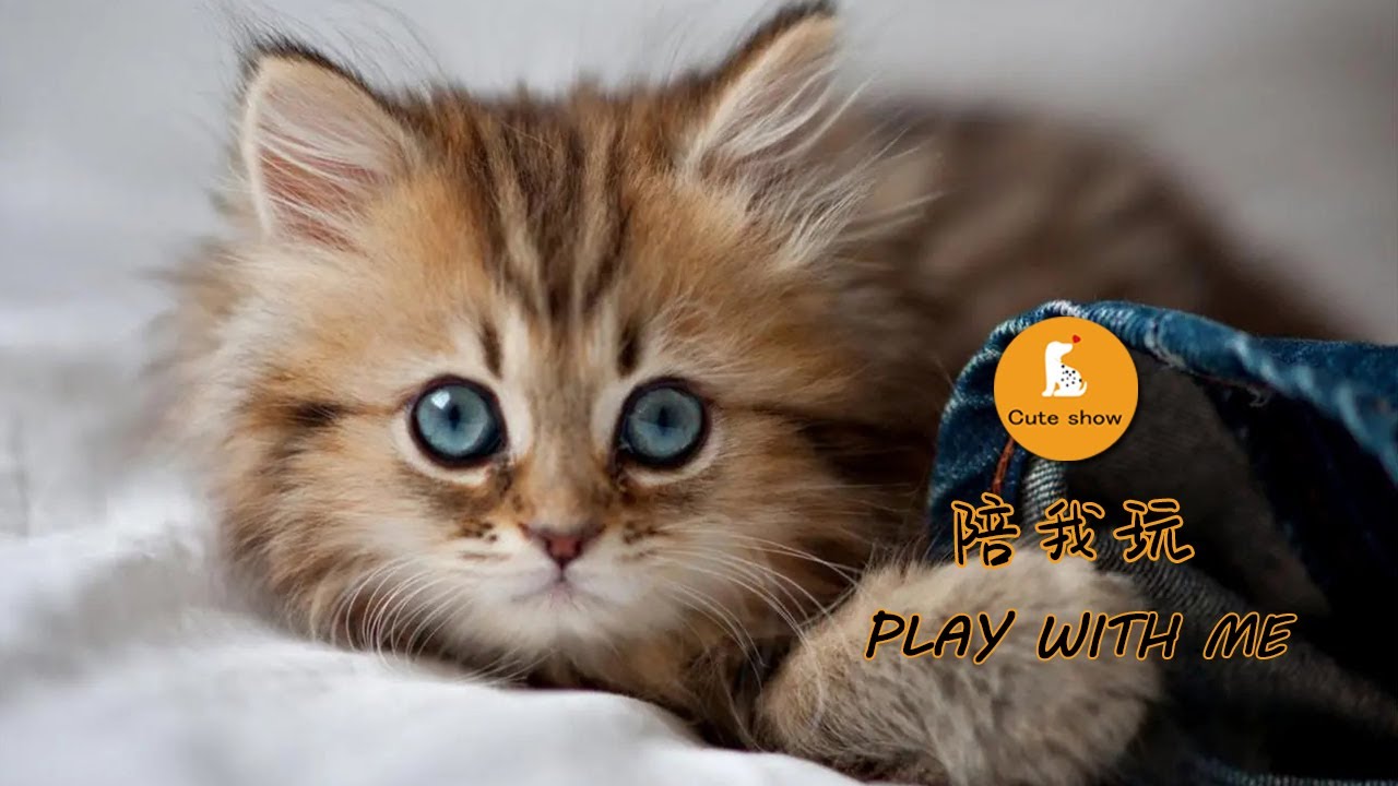 Cute show可爱秀-Cute Pets Collection可爱动物合集. - YouTube
