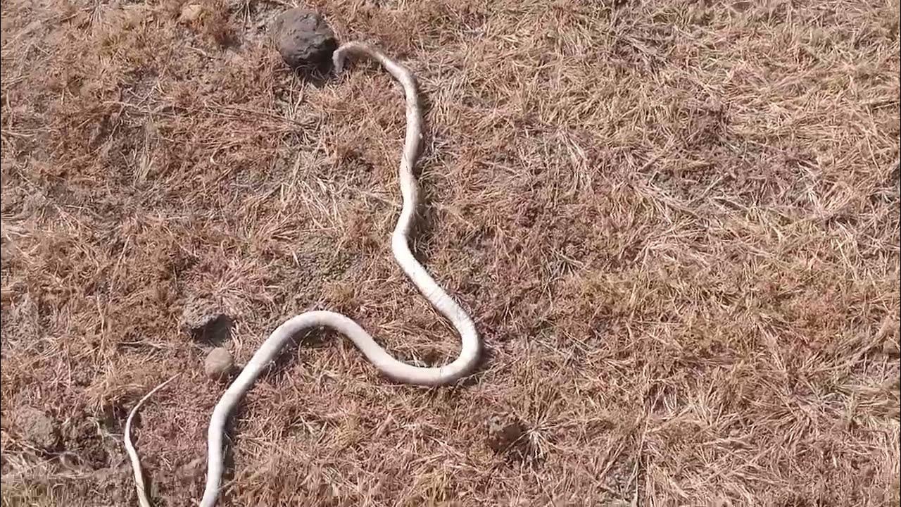 eagle and snake fight - YouTube