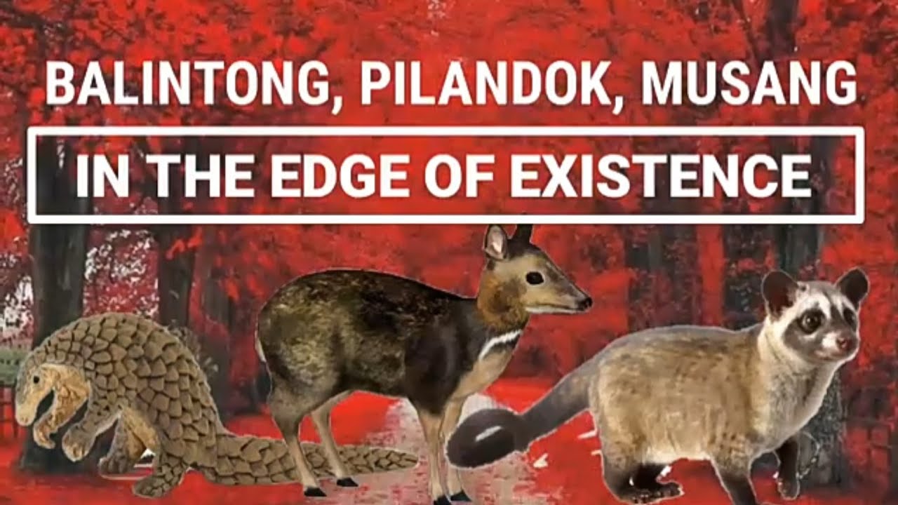 Endangered species in the Philippines: Pilandok, Musang & Balintong in ...