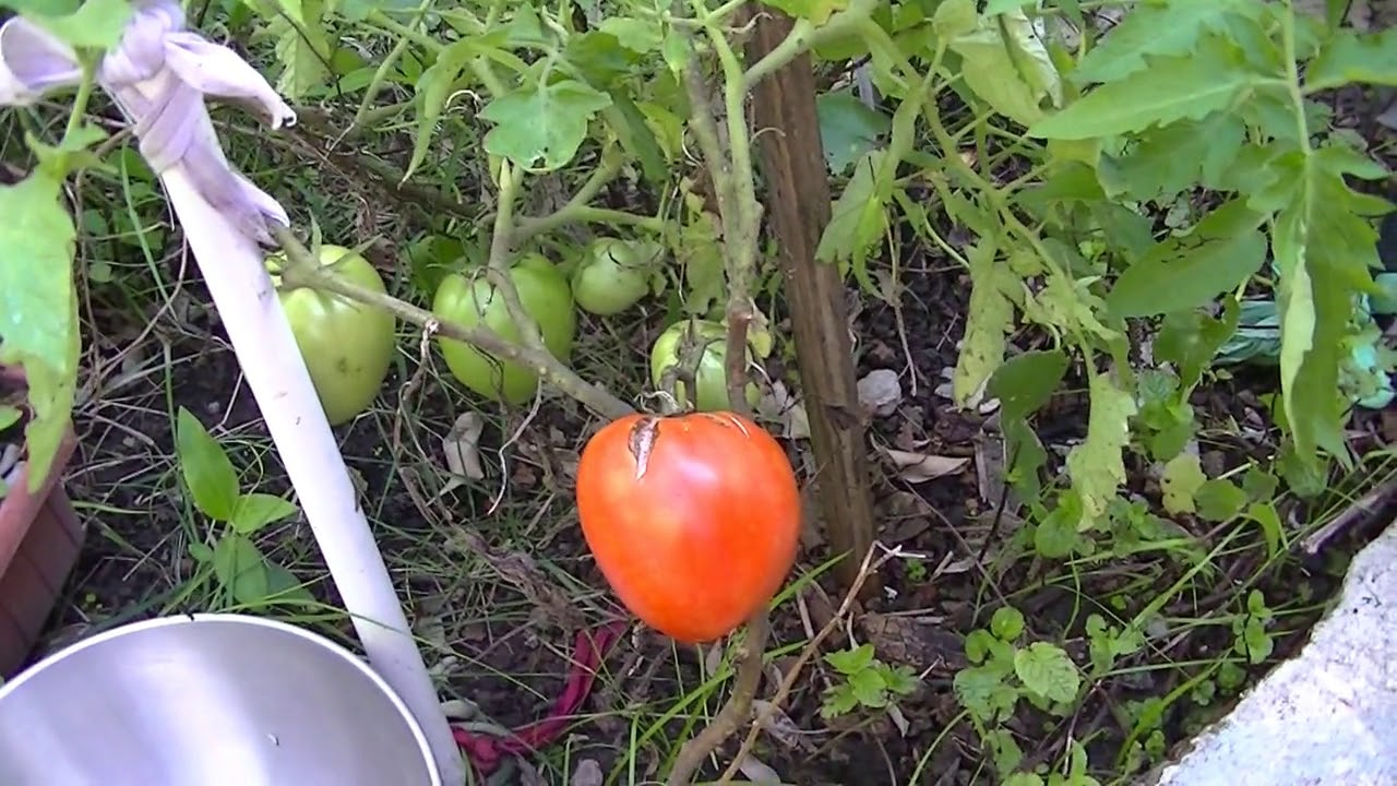 Tomate perita 🍅Evolución de la planta 🌱 - YouTube