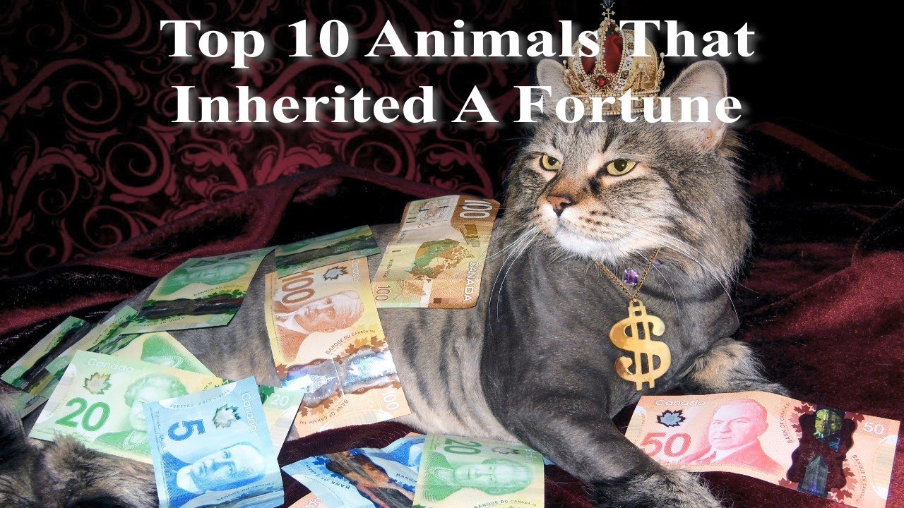 Top 10 Animals That Inherited A Fortune - YouTube
