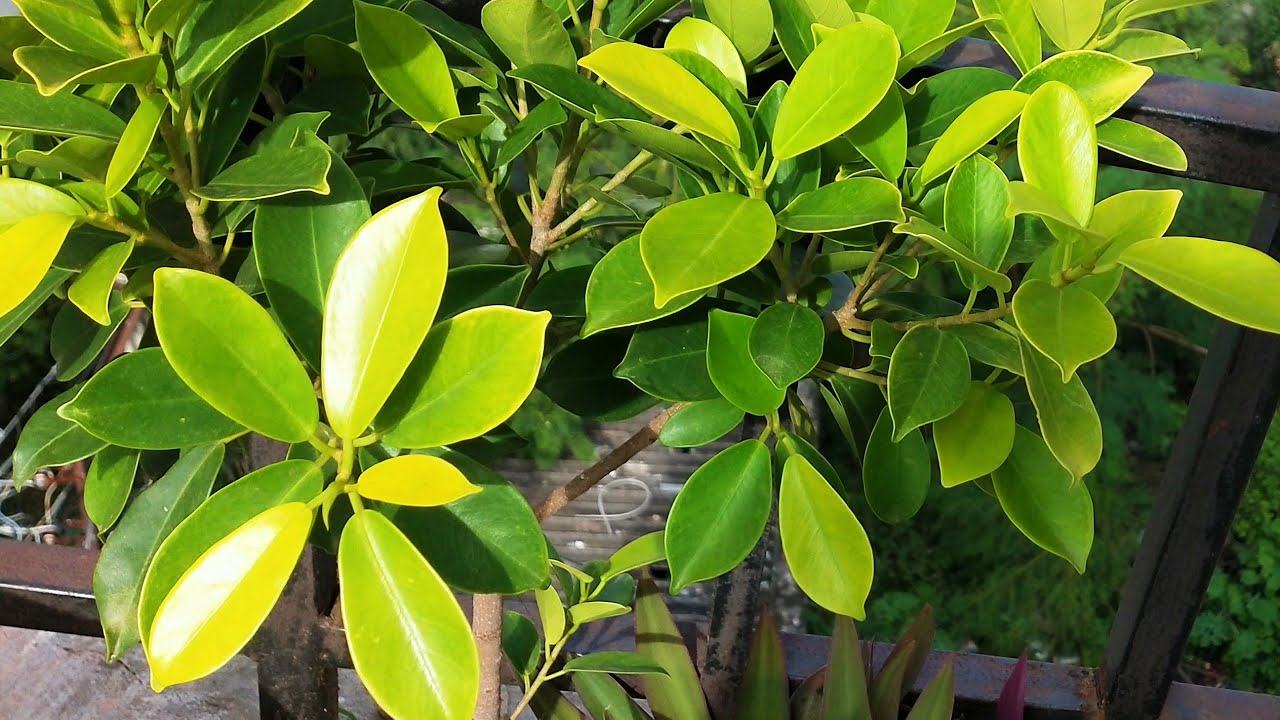 Panda Ficus Plant Care | How to Grow and care panda ficus In Hindi ...