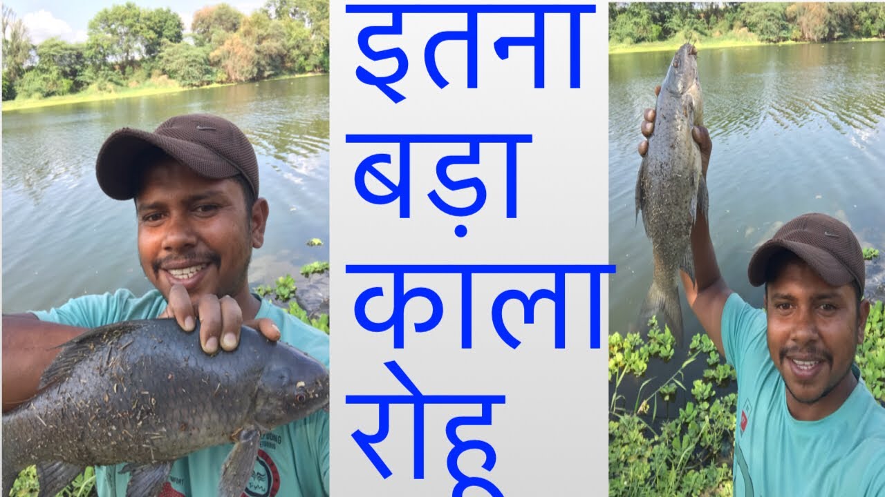 Kala rohu fish dekhe kaise pakda sadhard se chare per #black#rohu# fish ...