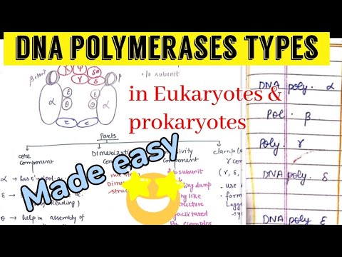 DNA Polymerase || Types || in Prokaryotes & Eukaryotes || differences ...
