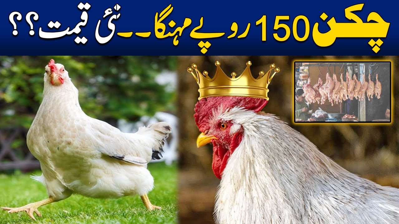Breaking News l Chicken Price Hike | Rohi - YouTube