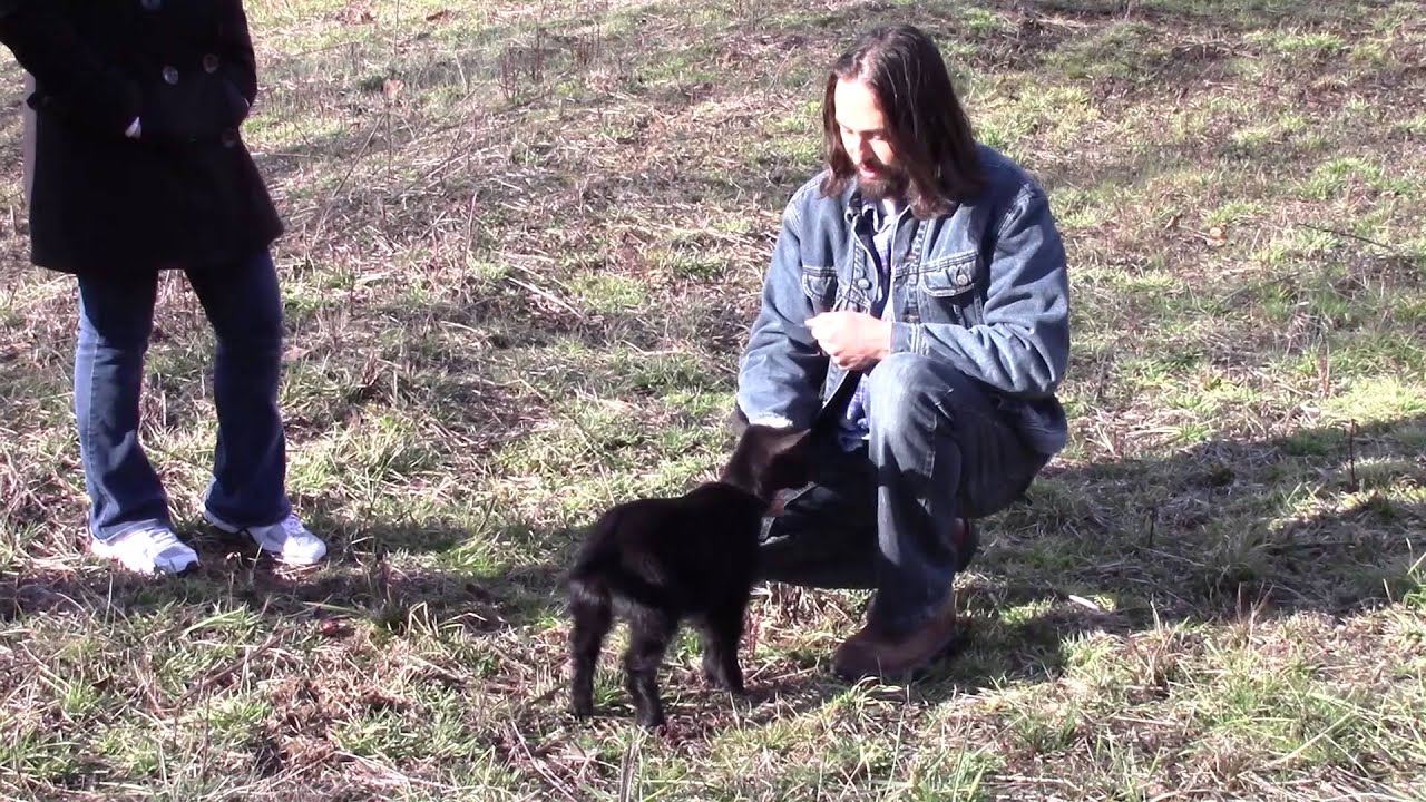 How to Potty Train a Goat and Teach it Fun Tricks - YouTube