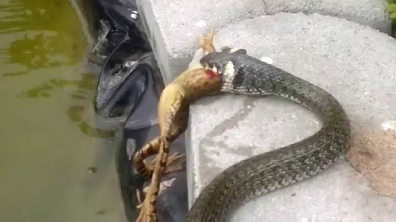 Schlange frisst lebendigen riesen Frosch! Todeskampf!Monstersnake kills Frog - Snake eats frog ...