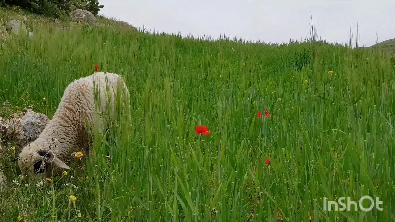 التوامة الحوز Touama - YouTube