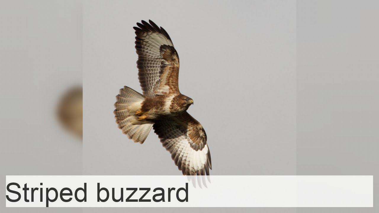 Striped buzzard - YouTube