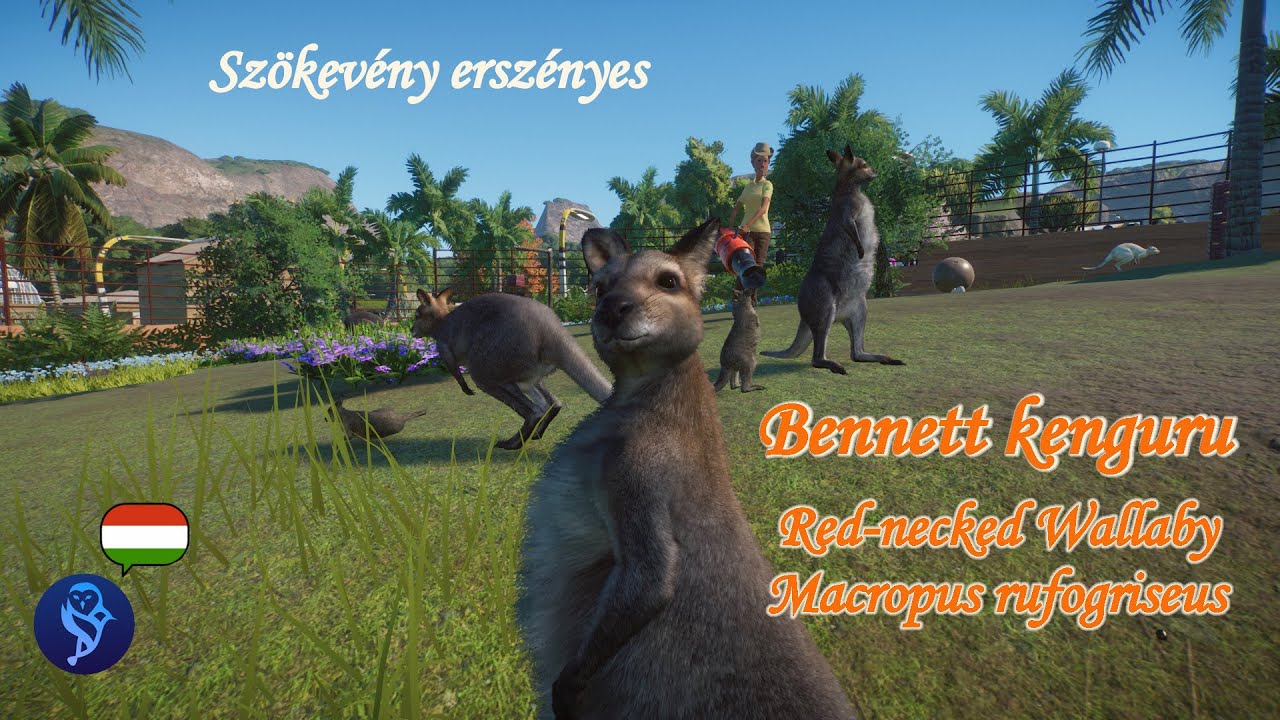 🦘Állatbemutató #95 | Bennett-kenguru - Szökevény erszényes - YouTube
