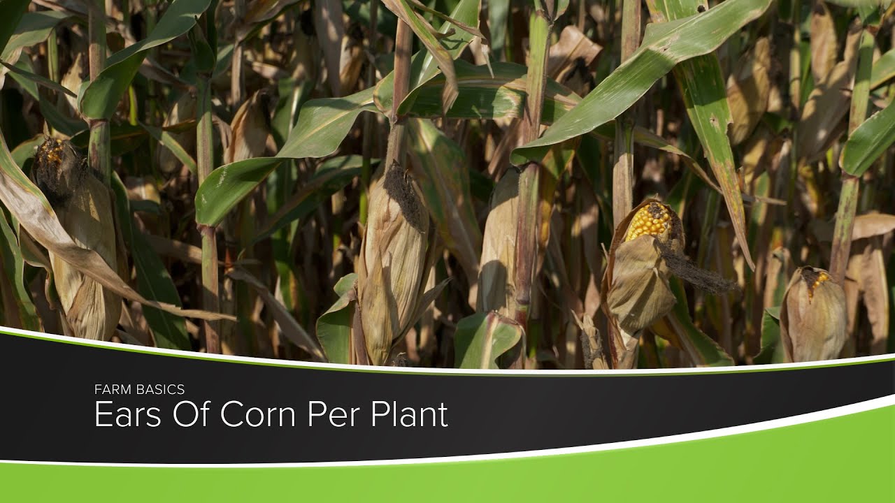 Ears of Corn Per Plant - YouTube