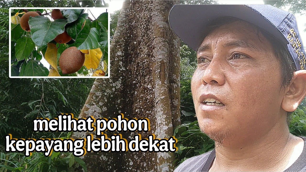 Melihat Lebih Dekat Pohon Kluwek/kepayang - YouTube