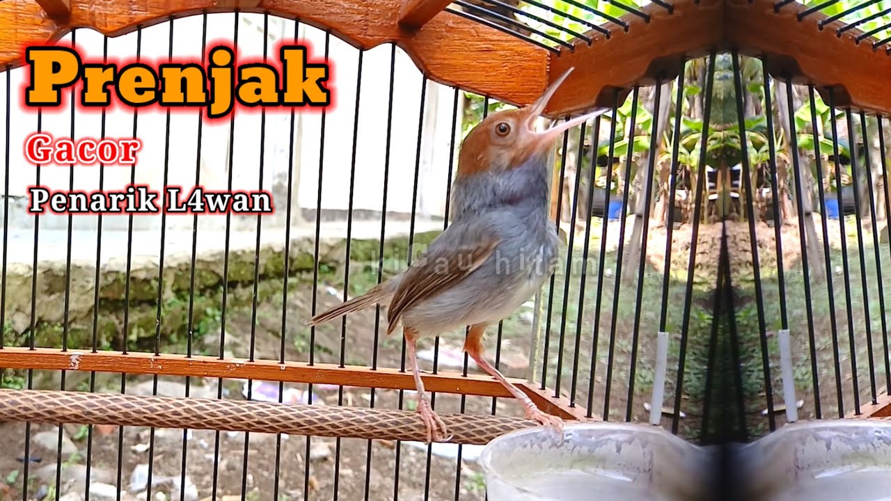 Prenjak gacor ngalon penarik lawan - YouTube