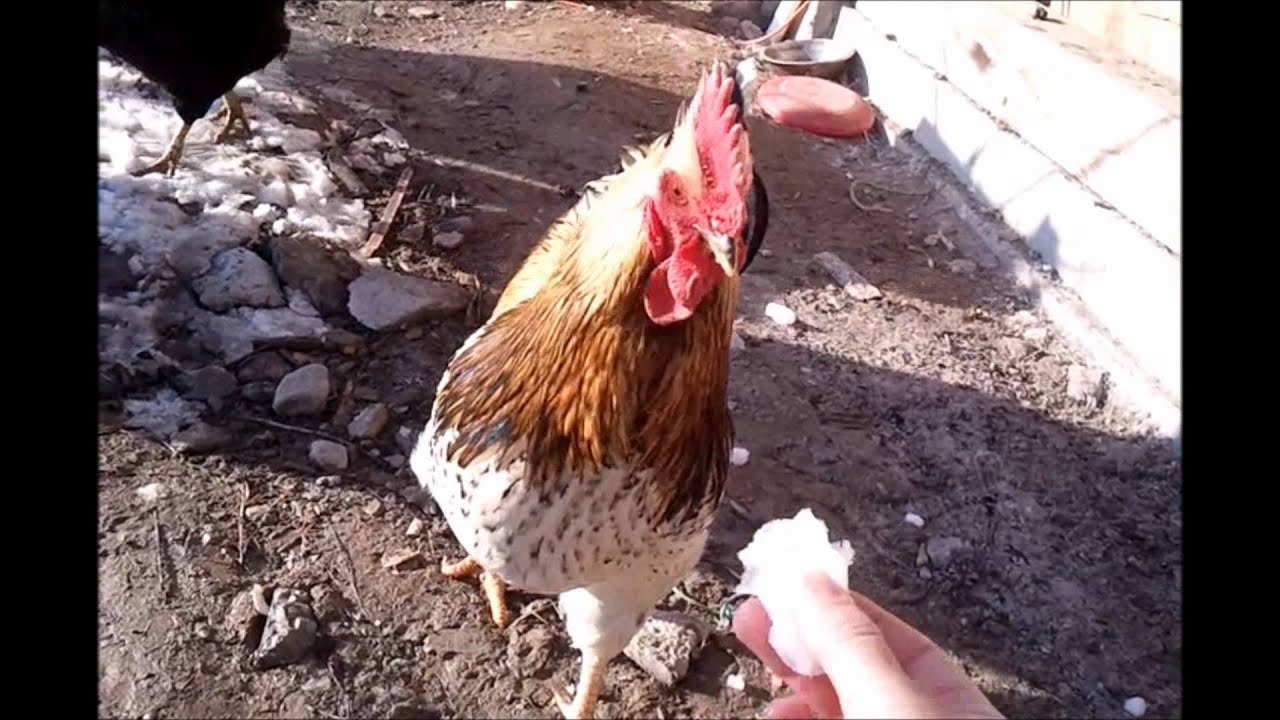 Angry rooster, Swearing - YouTube