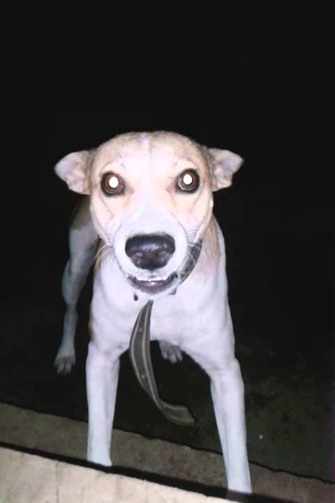 Perro endemoniado - YouTube