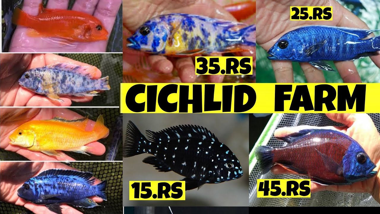 BIGEST CICHLID FISH FARM IN INDIA | ALL VARAITY CICHLID FISH FARM ...
