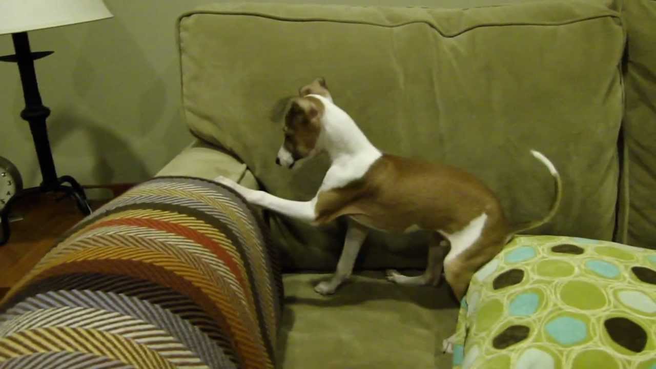 Enzo - Italian Greyhound Puppy Playing - YouTube