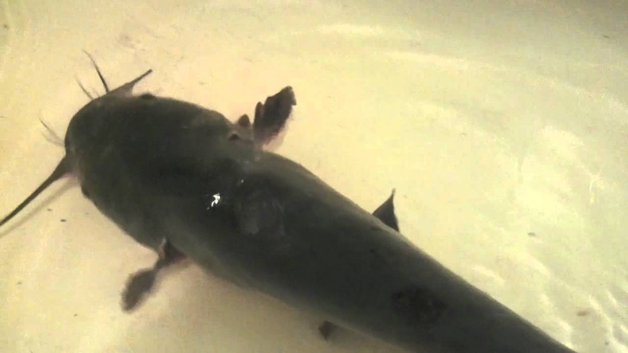27 inch, 8 pound catfish - YouTube