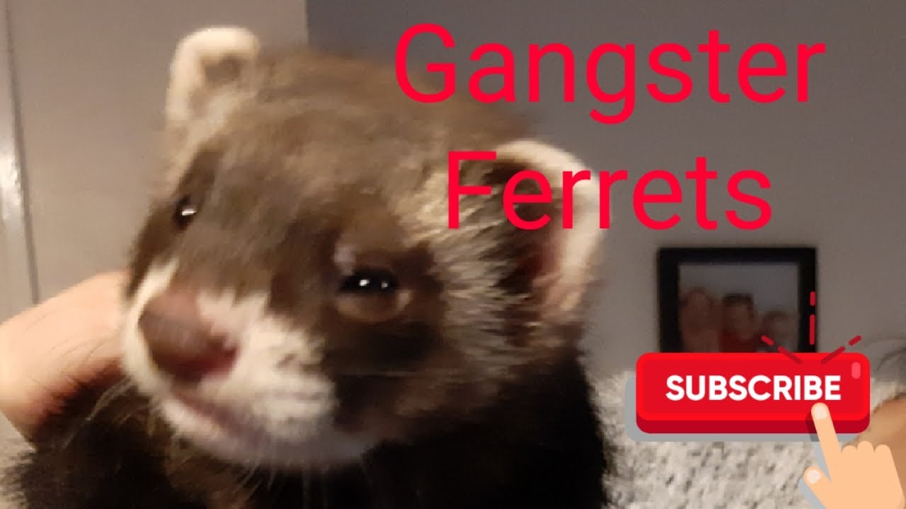 our baby polecats playing in a home made activity centre - YouTube