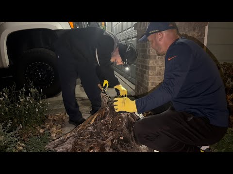 Maimuța lui Leo de la Strehaia🆘Operațiunea: Viespile Sălbatice ne-au Atacat, ne-au Ciuruit, înțepat🆘