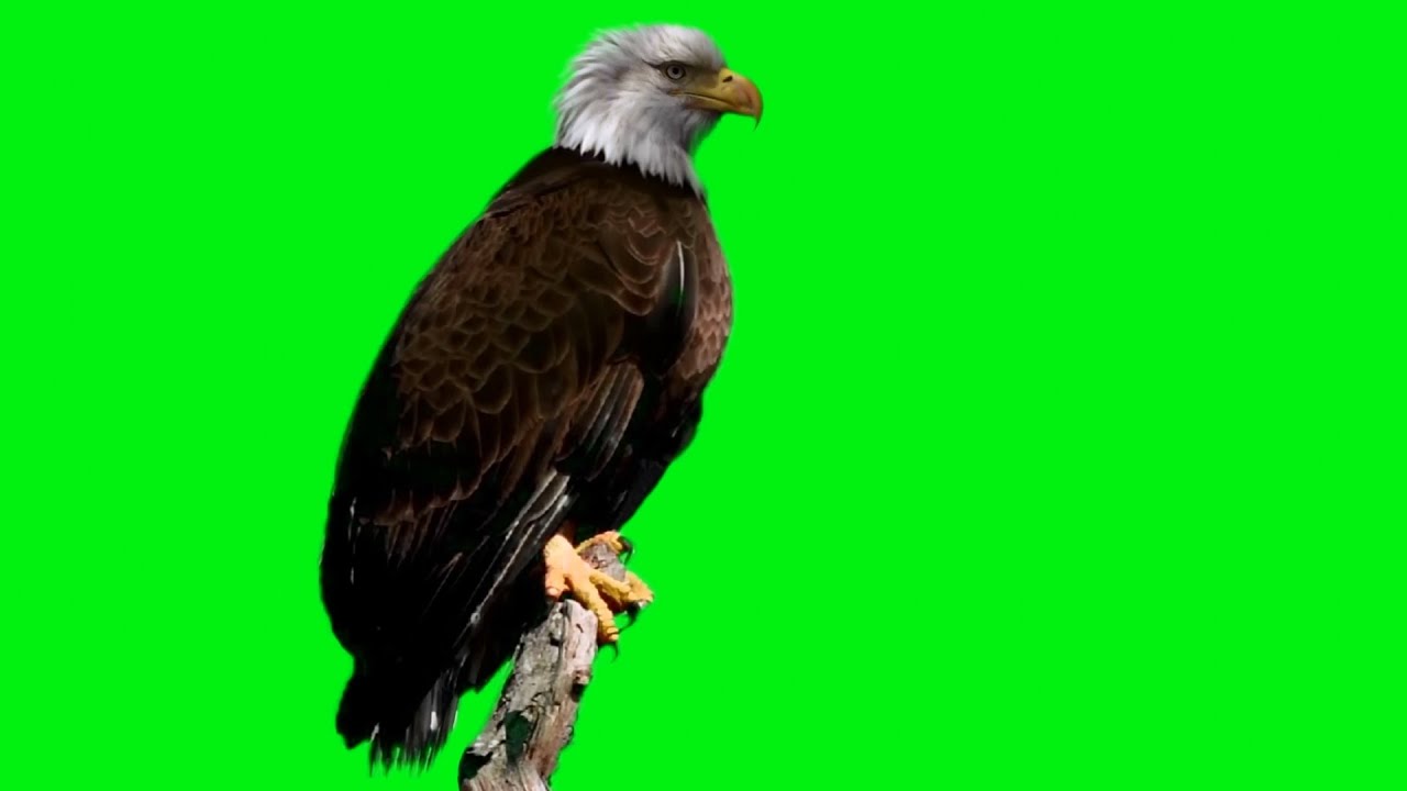 BALD EAGLE ON GREEN SCREEN - HD 1080P FREE - YouTube