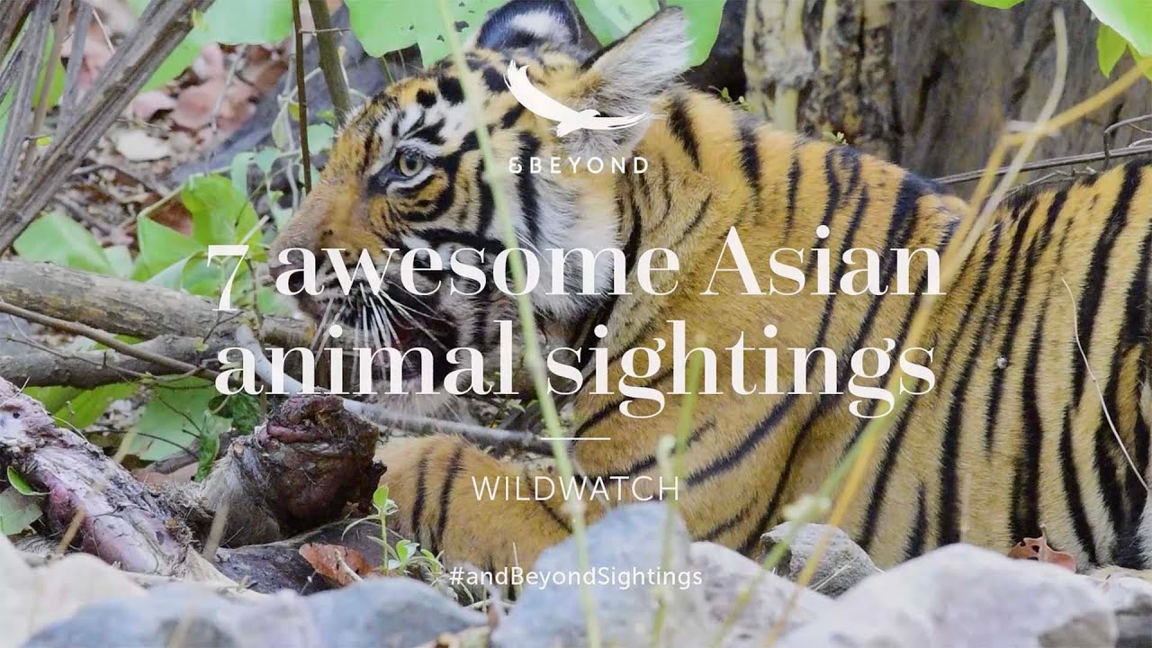 7 Awesome Asian Animal Sightings - YouTube