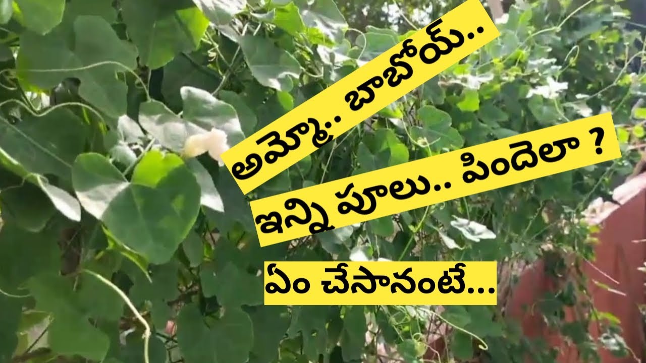 How to grow IVY GOURD /TINDORA /After pruning UPDATE /ఇలా చేసి చూడండి ...