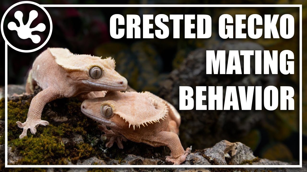 Possible Mating Behavior in Crested Geckos - YouTube