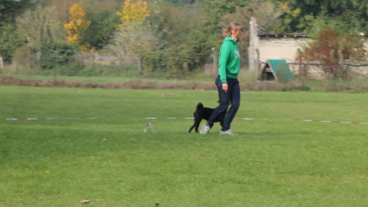 Rally Obedience Beginner - YouTube