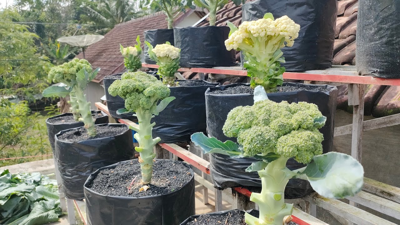cara menanam bunga kol dan brokoli || how to grow broccoli and ...