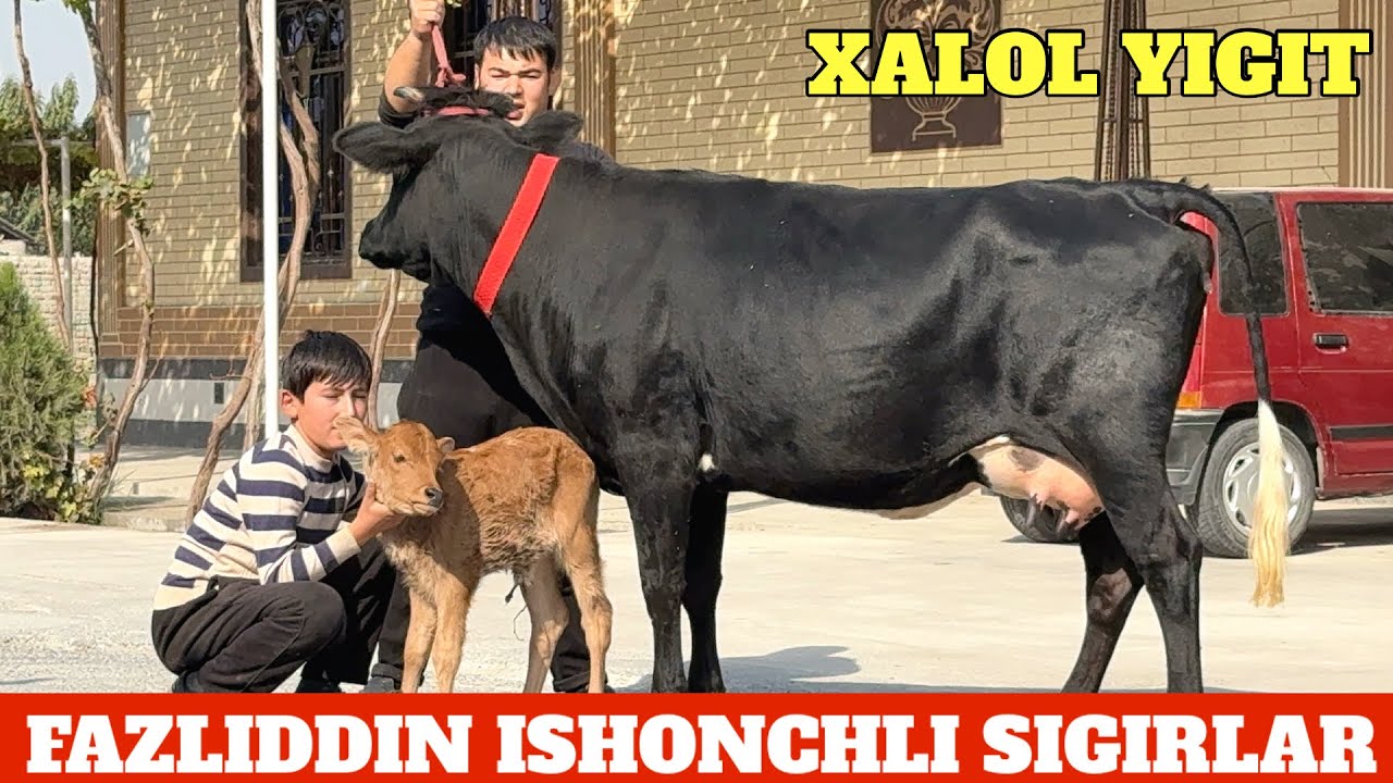 FAZLIDDIN ISHONCHLI SIFATLI SIGIRLAR NARXLAR BOMBA ISHONCH BOR JOYDAN ...