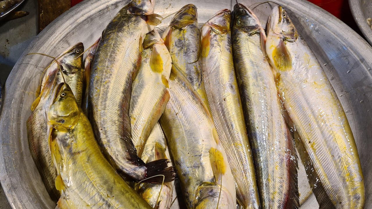 বোয়াল মাছ কাটার কৌশল এবং পরিস্কার করার নিয়ম|Boal Fish Cutting Skills ...