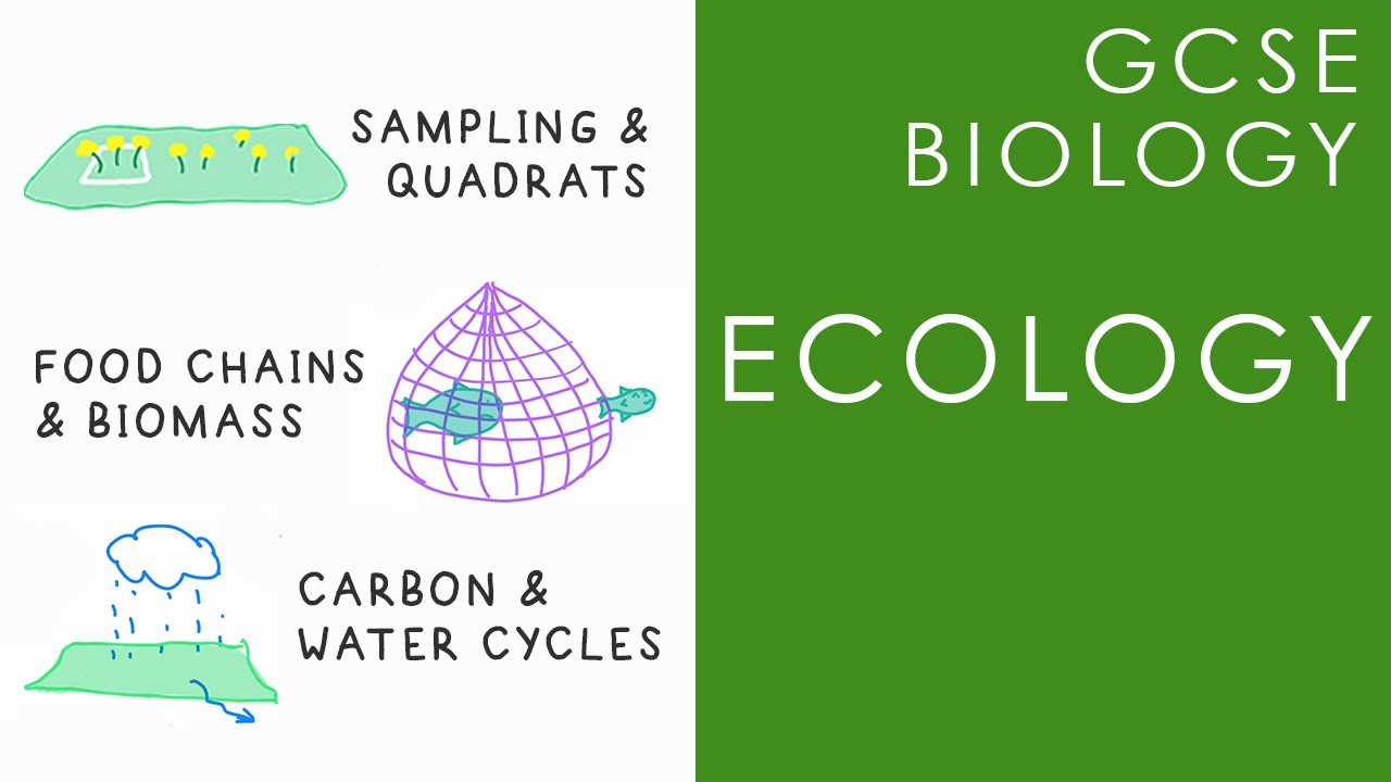 ECOLOGY - GCSE Biology - YouTube