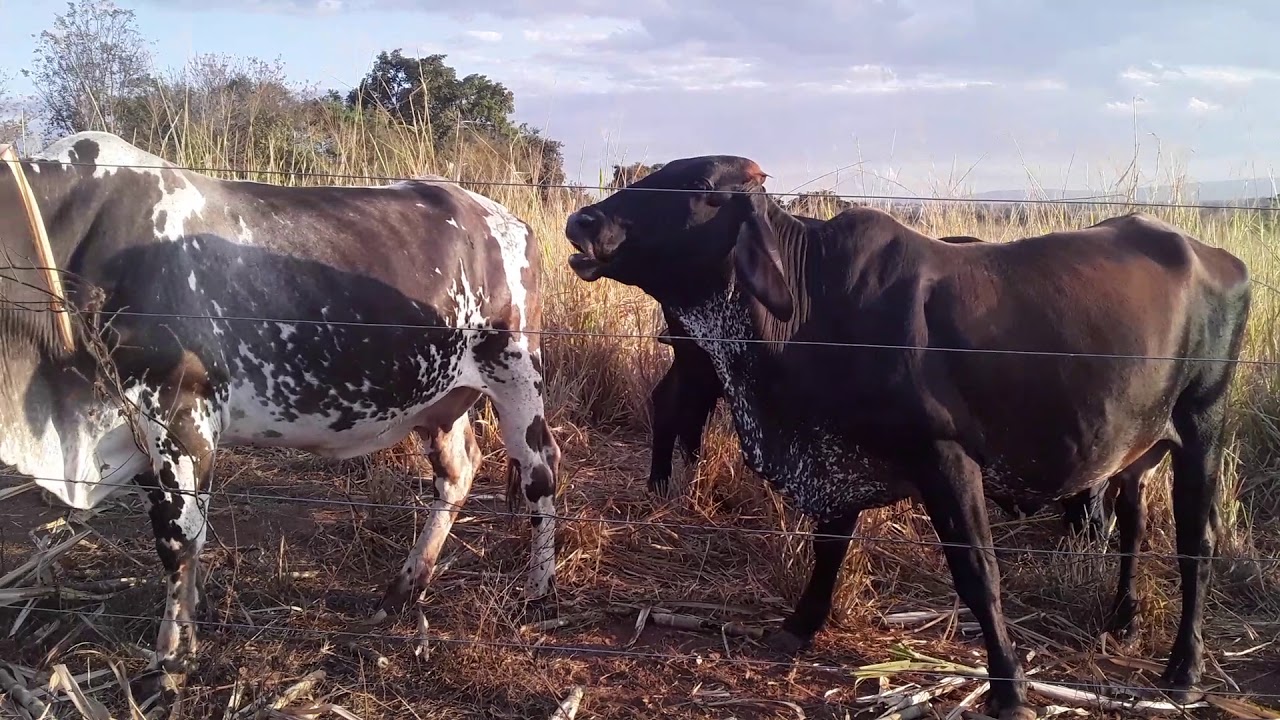 Olha a vaca moço - YouTube