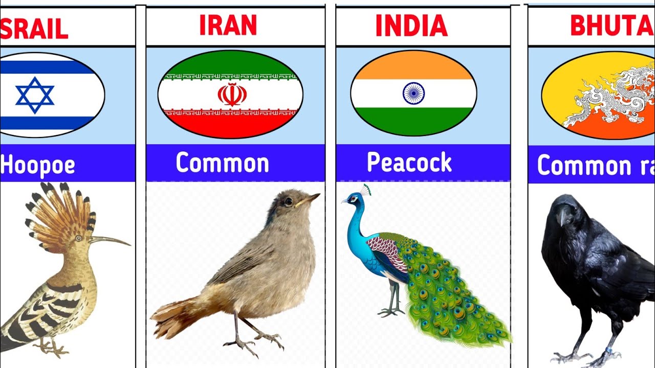 National Birds From Different Countries - YouTube