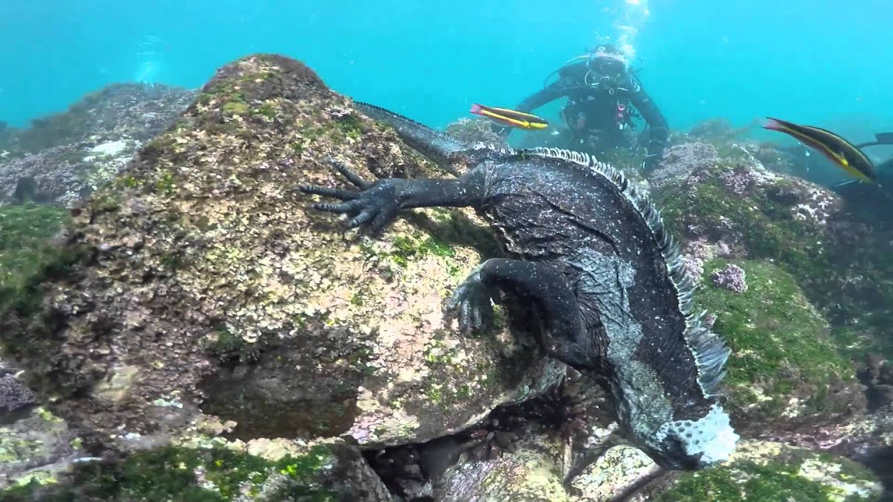 Mini Godzilla Found in the Galapagos (Must Watch) GoPro - YouTube