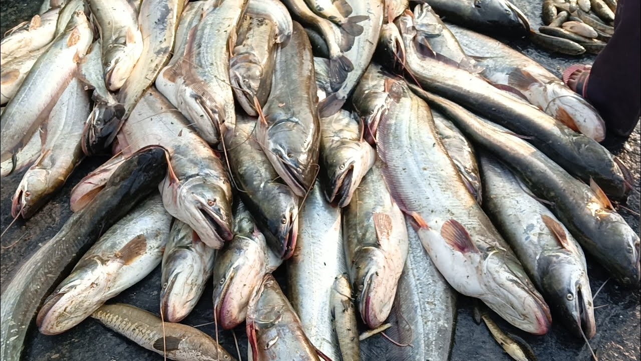 Patna Fish Market of Bihar ||बिहार का बड़ा मछली बाजार|| #fishmarket # ...