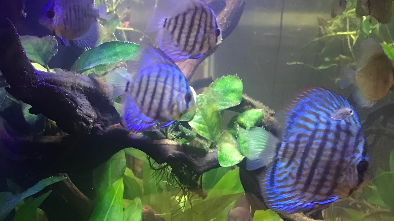 New Aquascape! Discus growout tank! - YouTube