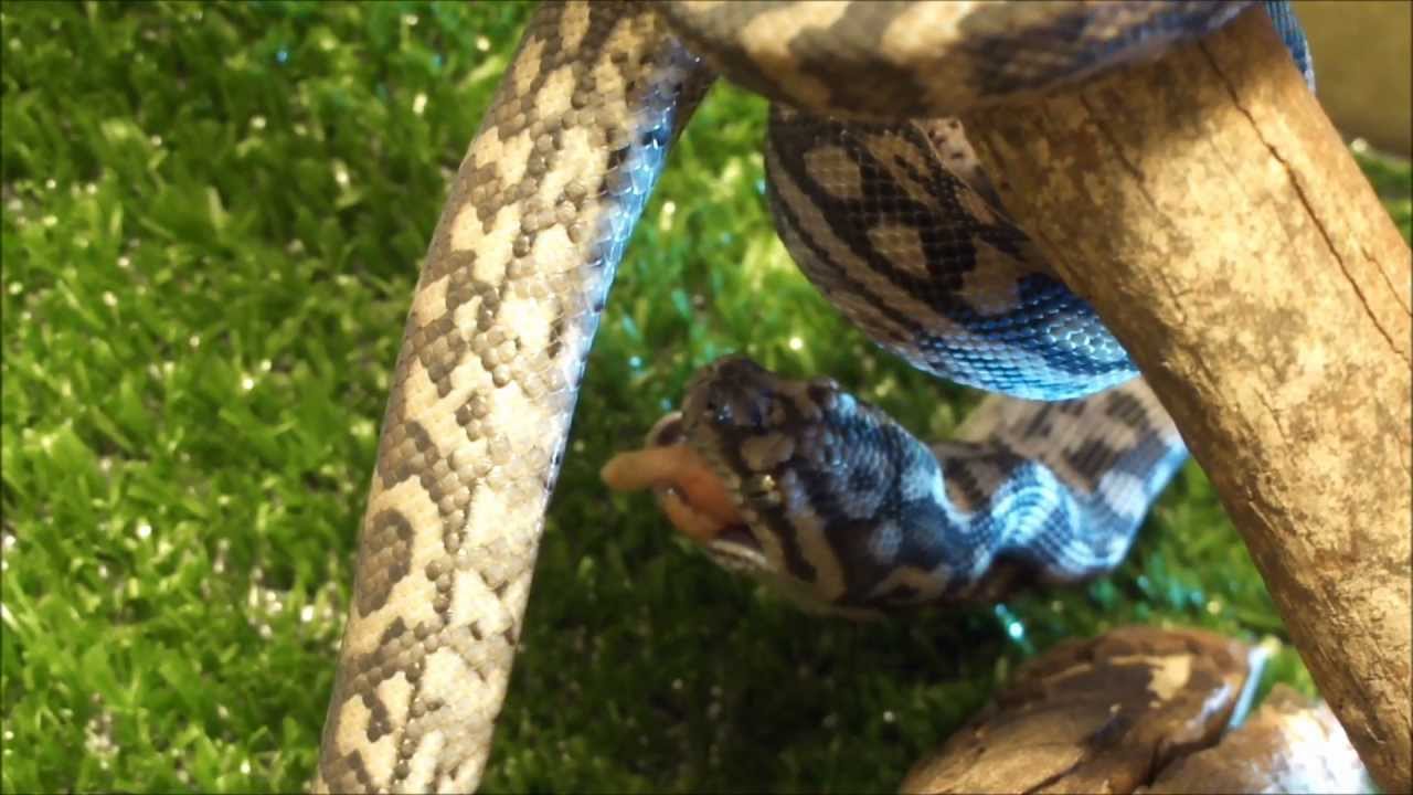 Pet python eating a mouse (HD) - YouTube