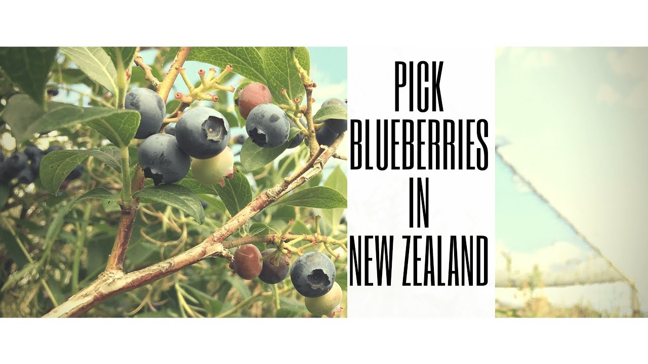 Pick Blueberries in New Zealand - YouTube