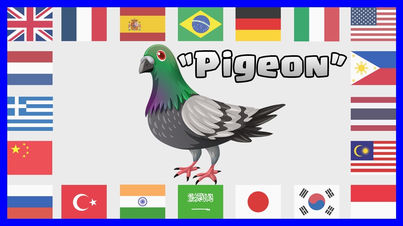 Pigeon in different languages - YouTube